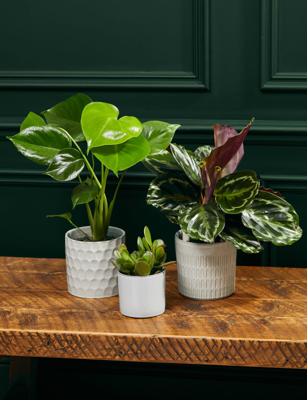 Plants | M&S