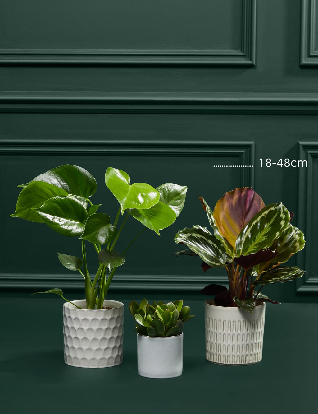 Flowers & Plants Offers | M&S