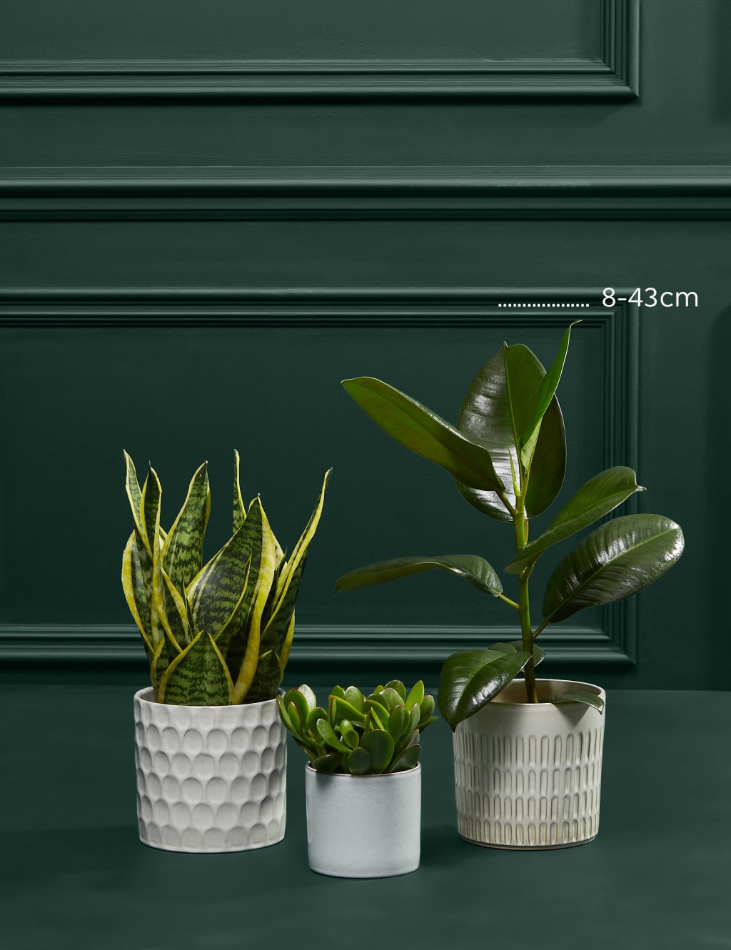 Flowers & Plants Offers | M&S