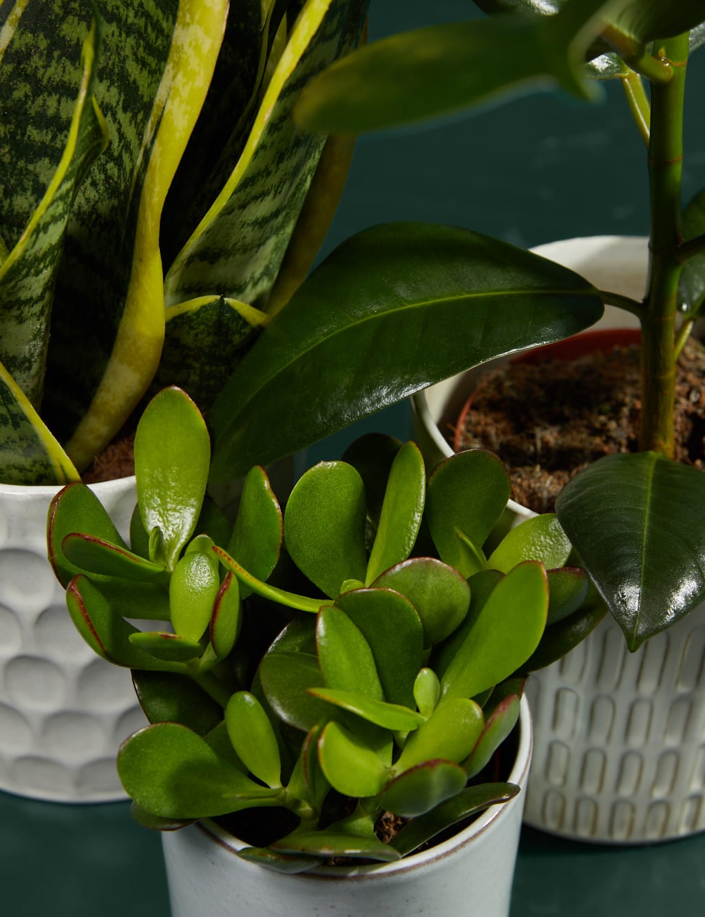 Indoor Plants | M&S