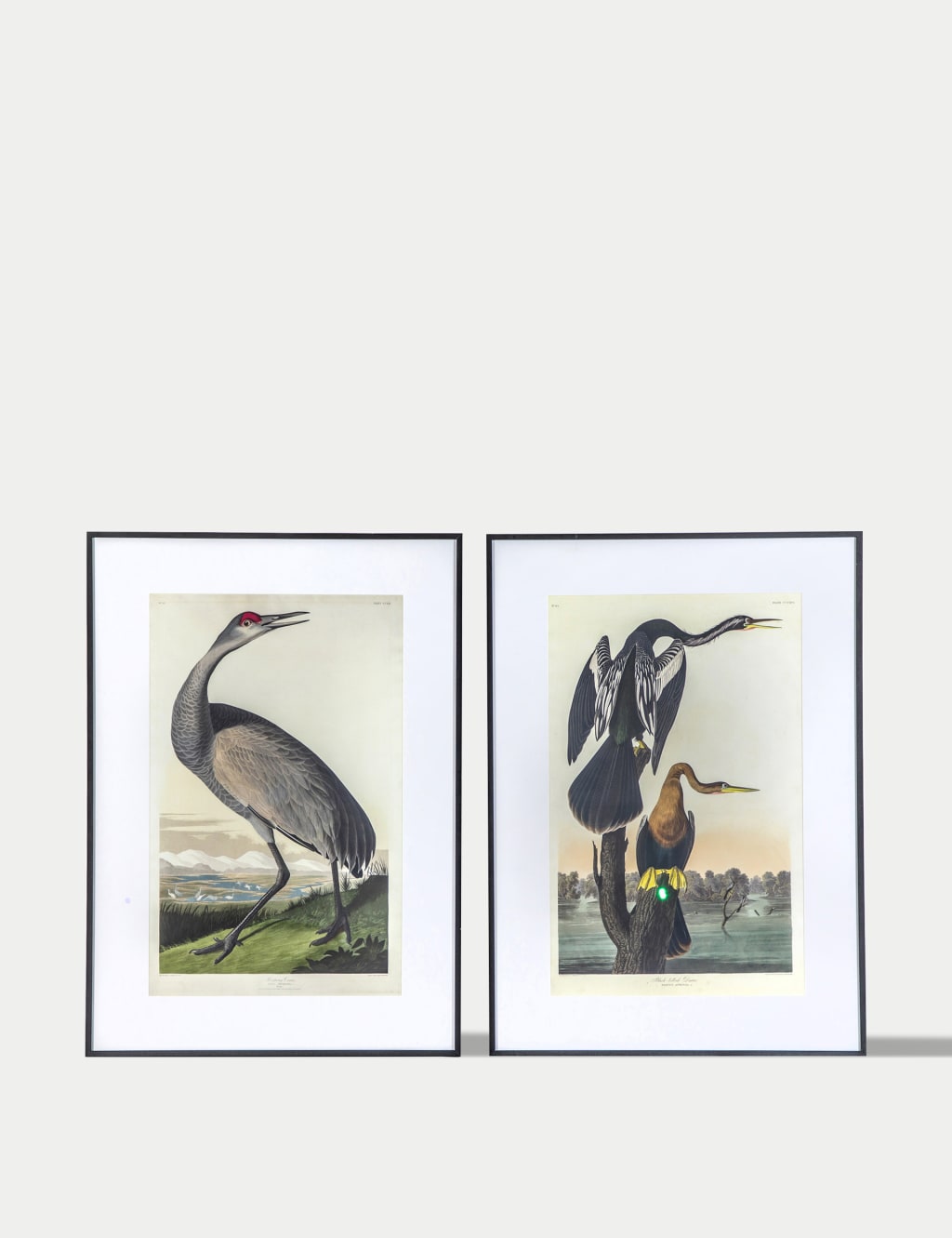 Set of 2 Exotic Fowl Study Rectangle Framed Art | Gallery Home | M&S