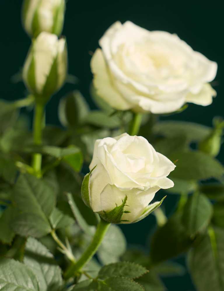 White Rose in Ceramic Pot | M&S