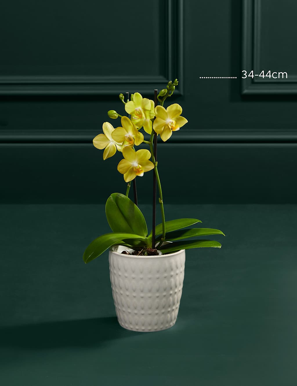 Yellow Miniature Phalaenopsis Orchid in Ceramic Pot | M&S