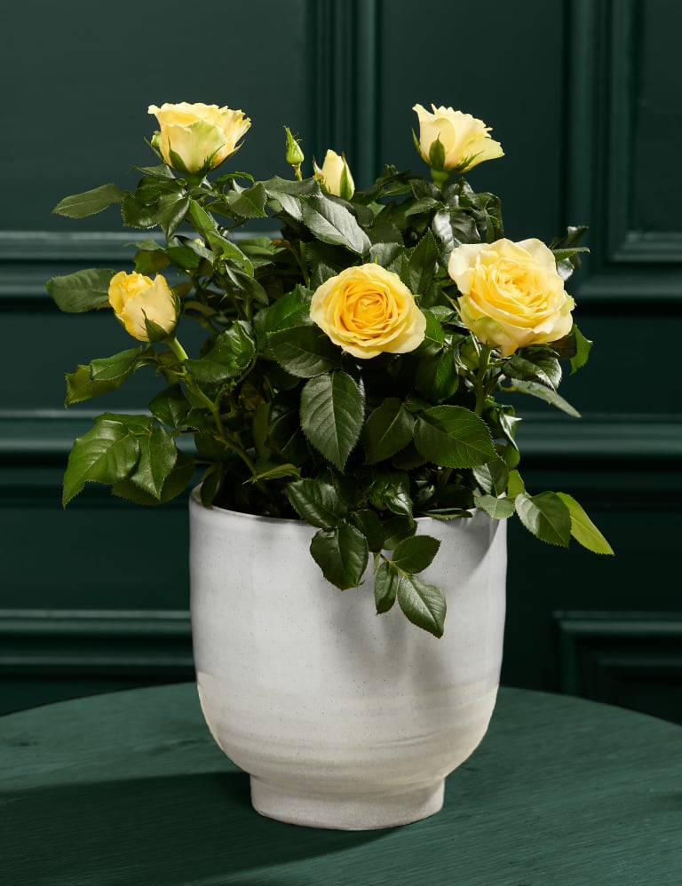 Yellow Rose Plant with Ceramic Pot | M&S