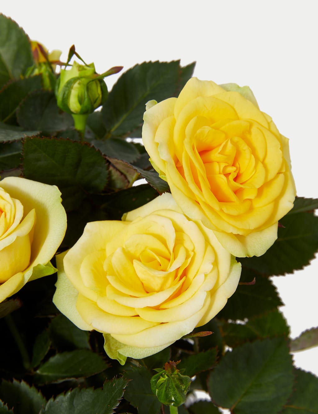 Yellow Rose Plant with Ceramic Pot | M&S
