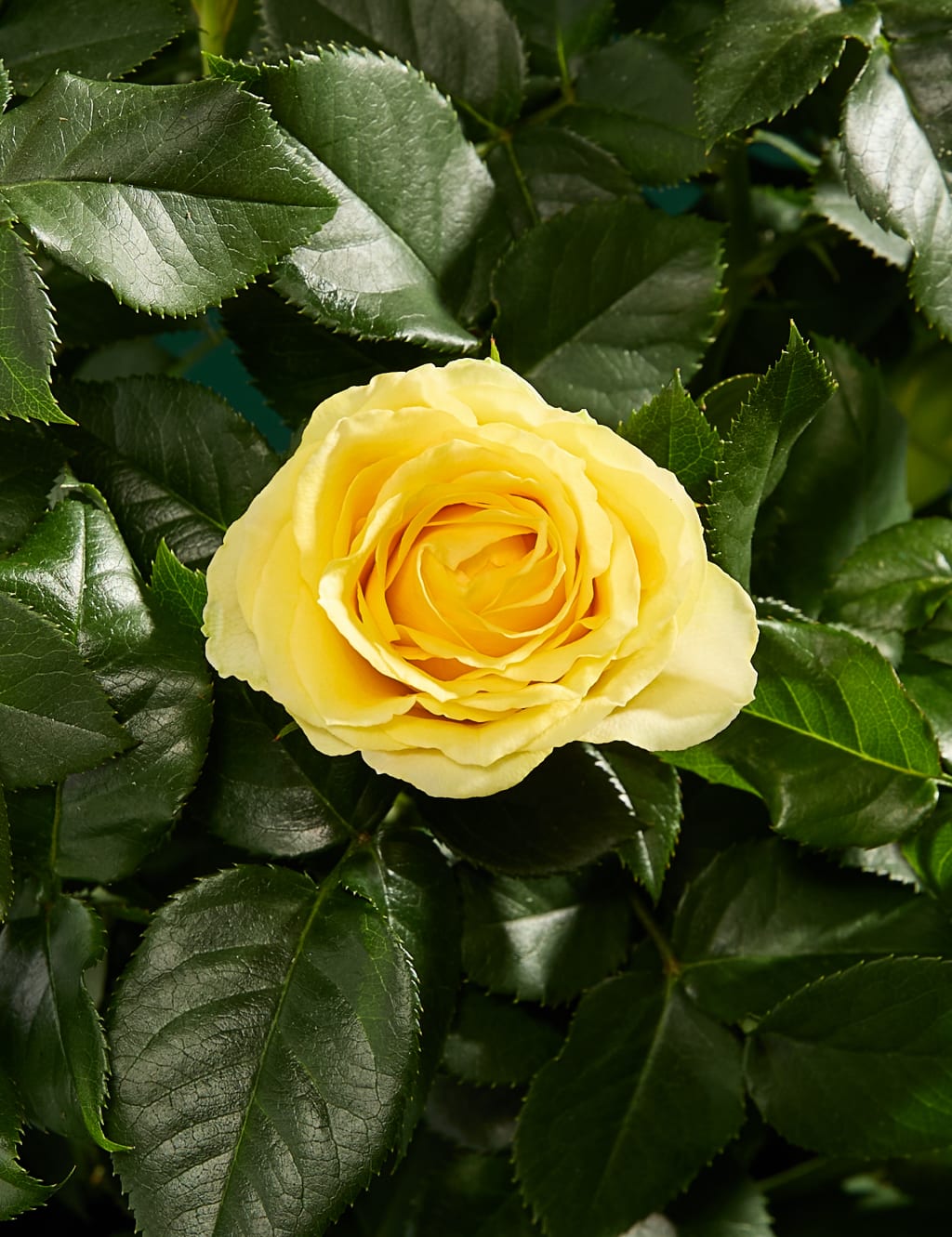 Yellow Rose Plant with Ceramic Pot | M&S
